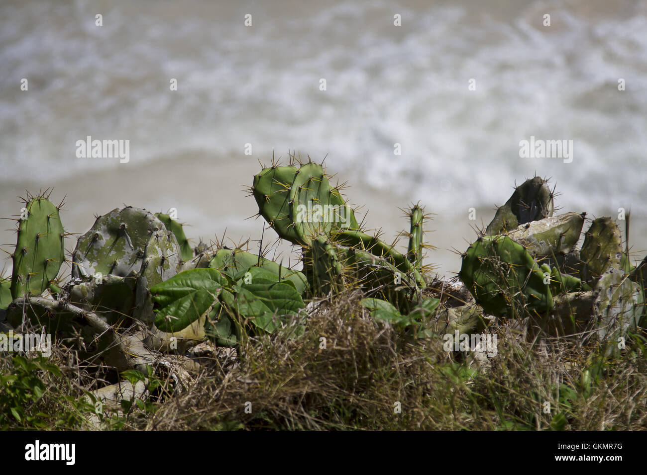 Wave cactus hi-res stock photography and images - Alamy