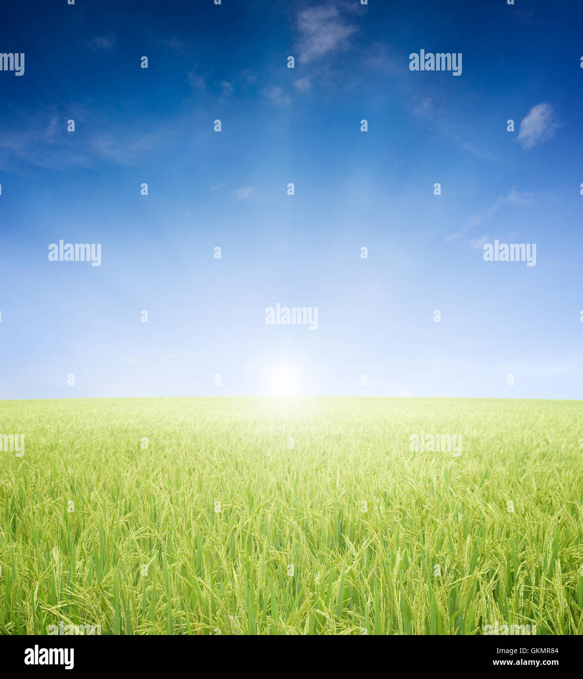 Green paddy field wind hi-res stock photography and images - Alamy