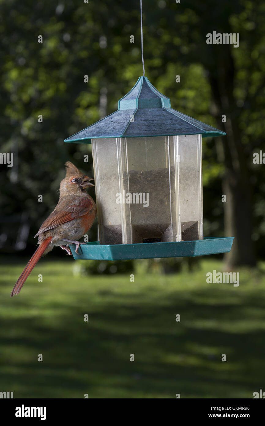 Surprised little bird Stock Photo - Alamy