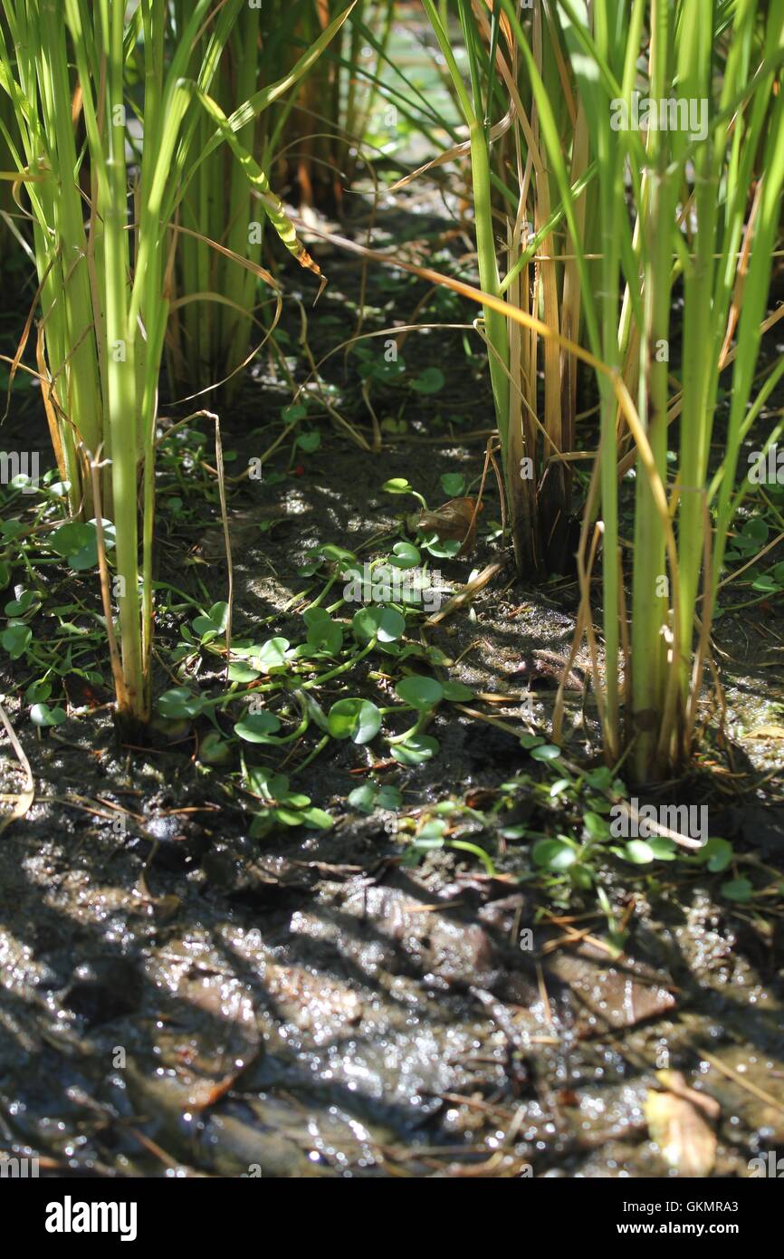 reed in a swamp Stock Photo - Alamy