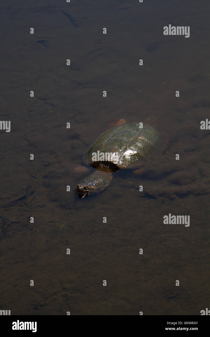 Snapping turtle swimming underwater hi-res stock photography and images ...