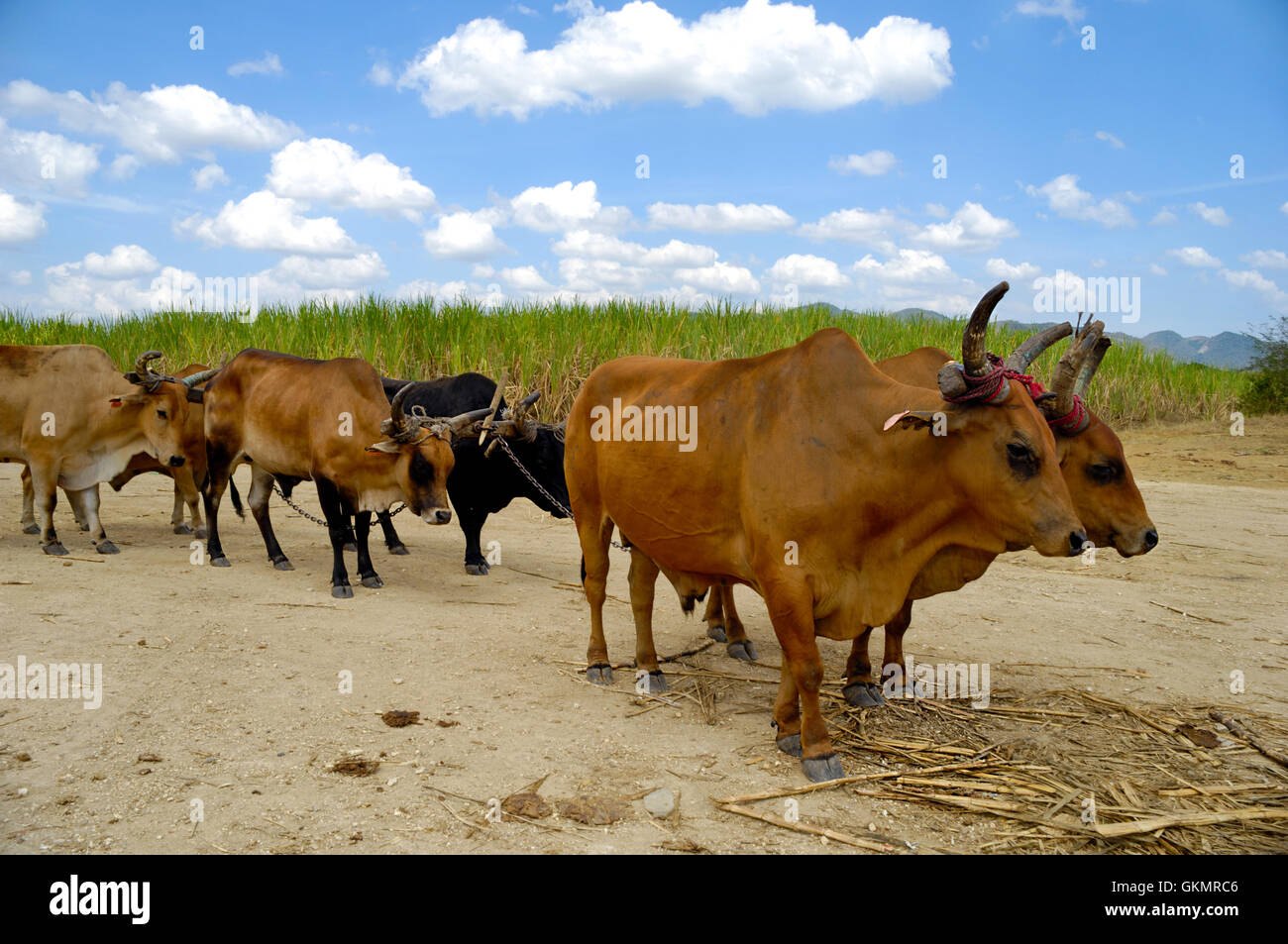 Working ox hi-res stock photography and images - Alamy