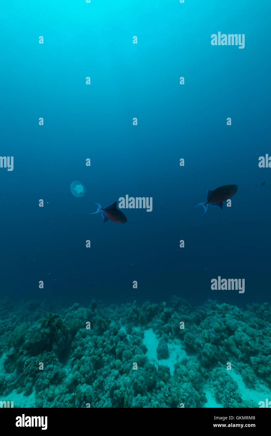 Redtooth triggerfish and tropical reef in the Red Sea Stock Photo - Alamy