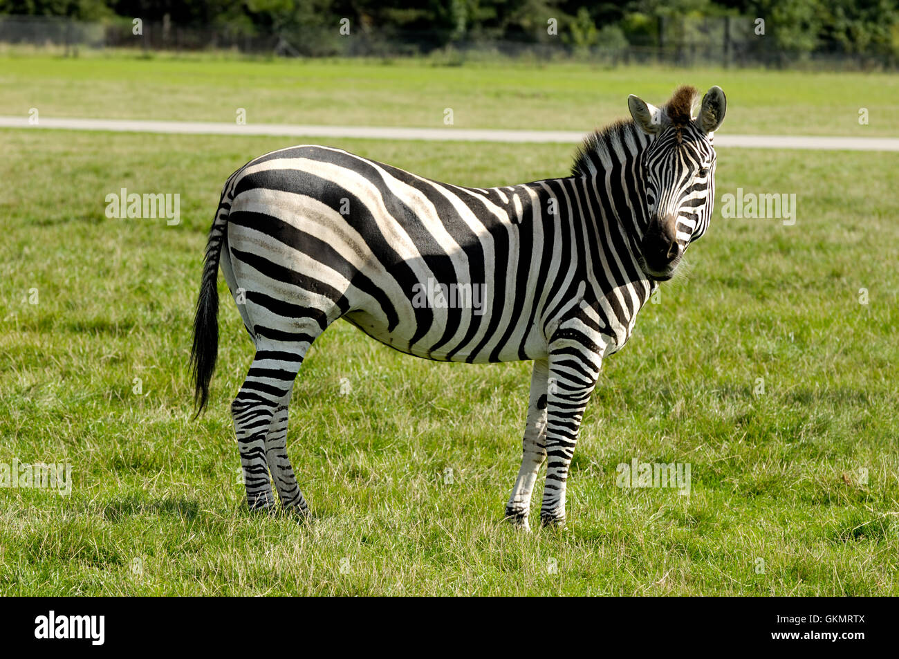 Zebra savanna camouflage hi-res stock photography and images - Alamy