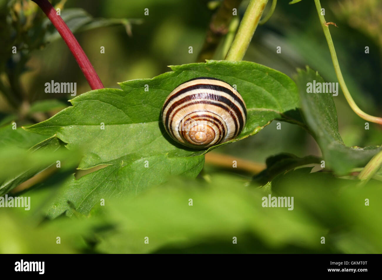 Banded garden snail hi-res stock photography and images - Alamy