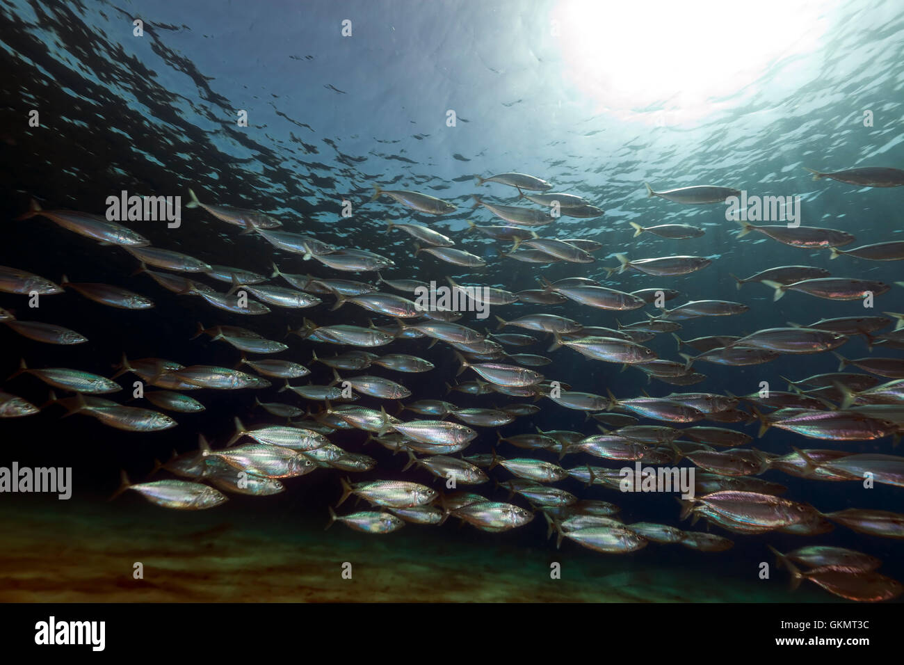 Striped mackerel (rastrelliger kanagurta) in the Red Sea Stock Photo ...