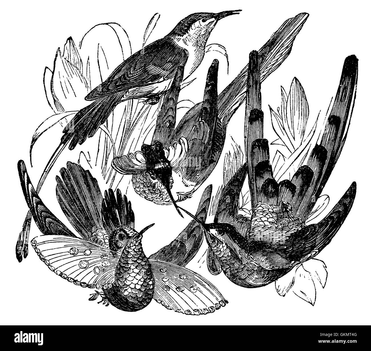 Antique engraved illustration bird Black and White Stock Photos ...