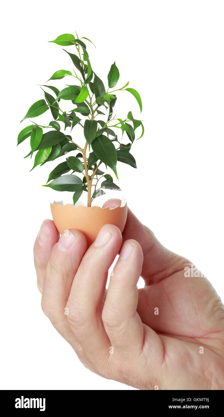 Egg sapling tree hi-res stock photography and images - Alamy