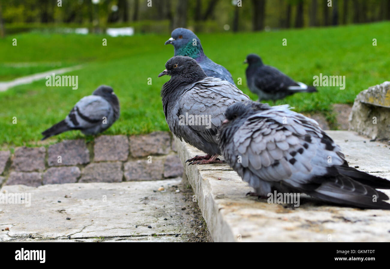 Many pigeons in the park Stock Photo - Alamy