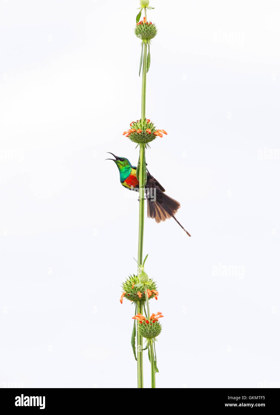 Beautiful sunbird hi-res stock photography and images - Alamy