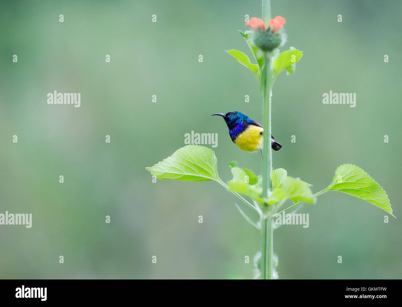 Variable cinnyris venustus hi-res stock photography and images - Alamy