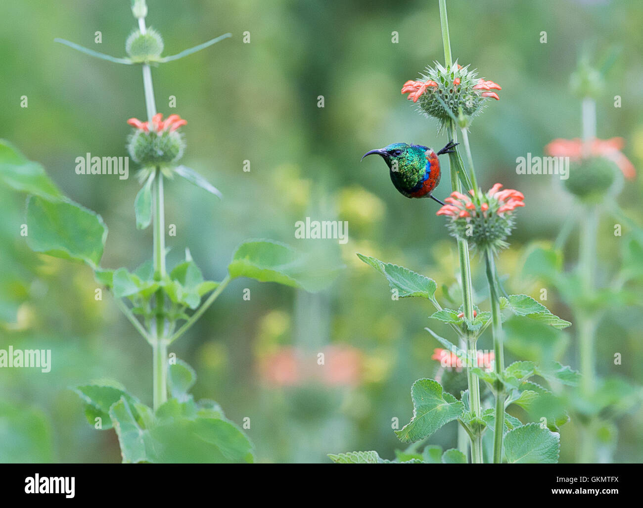 Eastern Double-collared Sunbird Stock Photo - Alamy