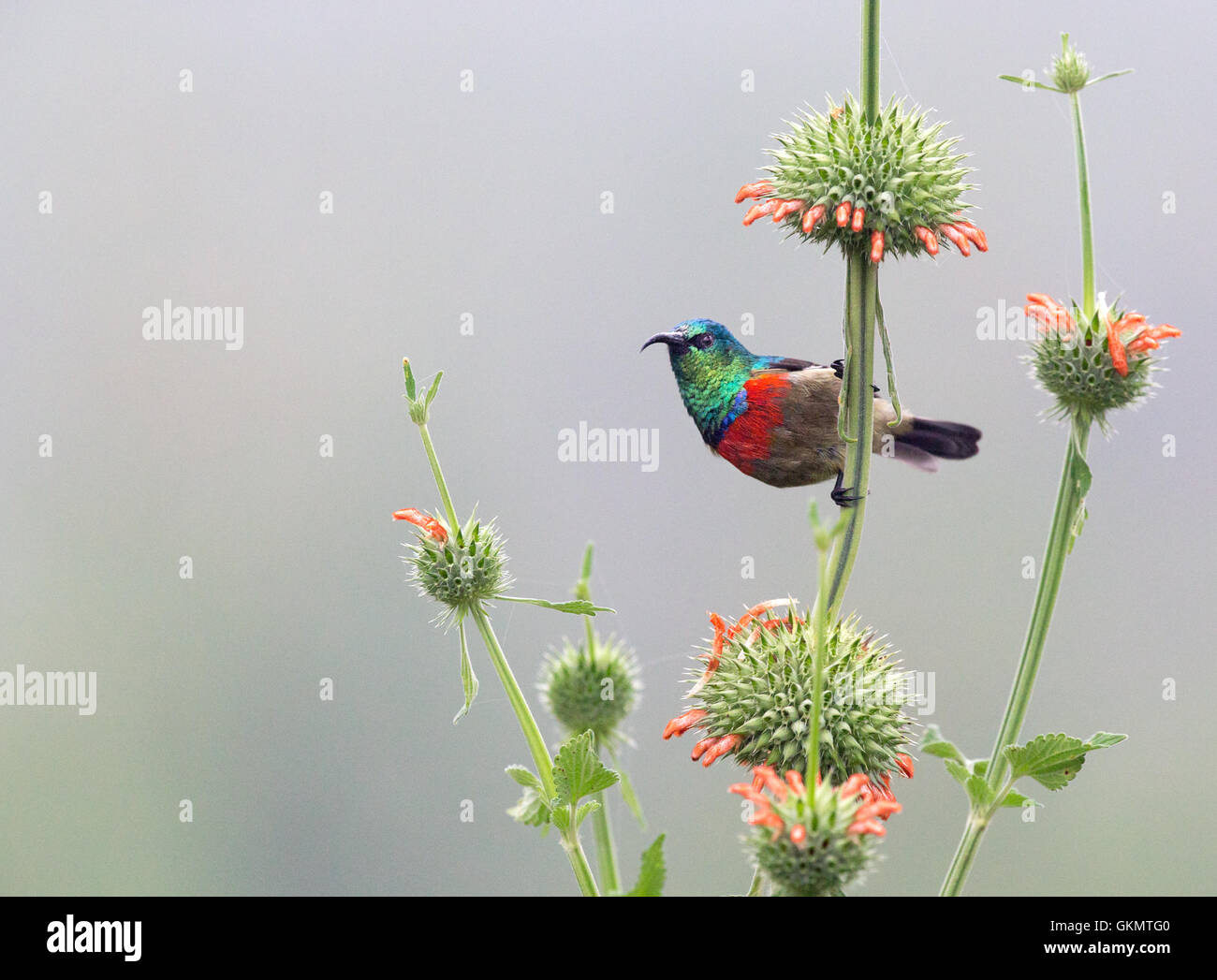 Eastern Double-collared Sunbird Stock Photo - Alamy