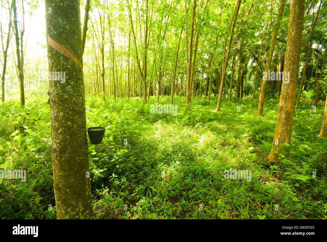 Rubber bush tree hi-res stock photography and images - Alamy