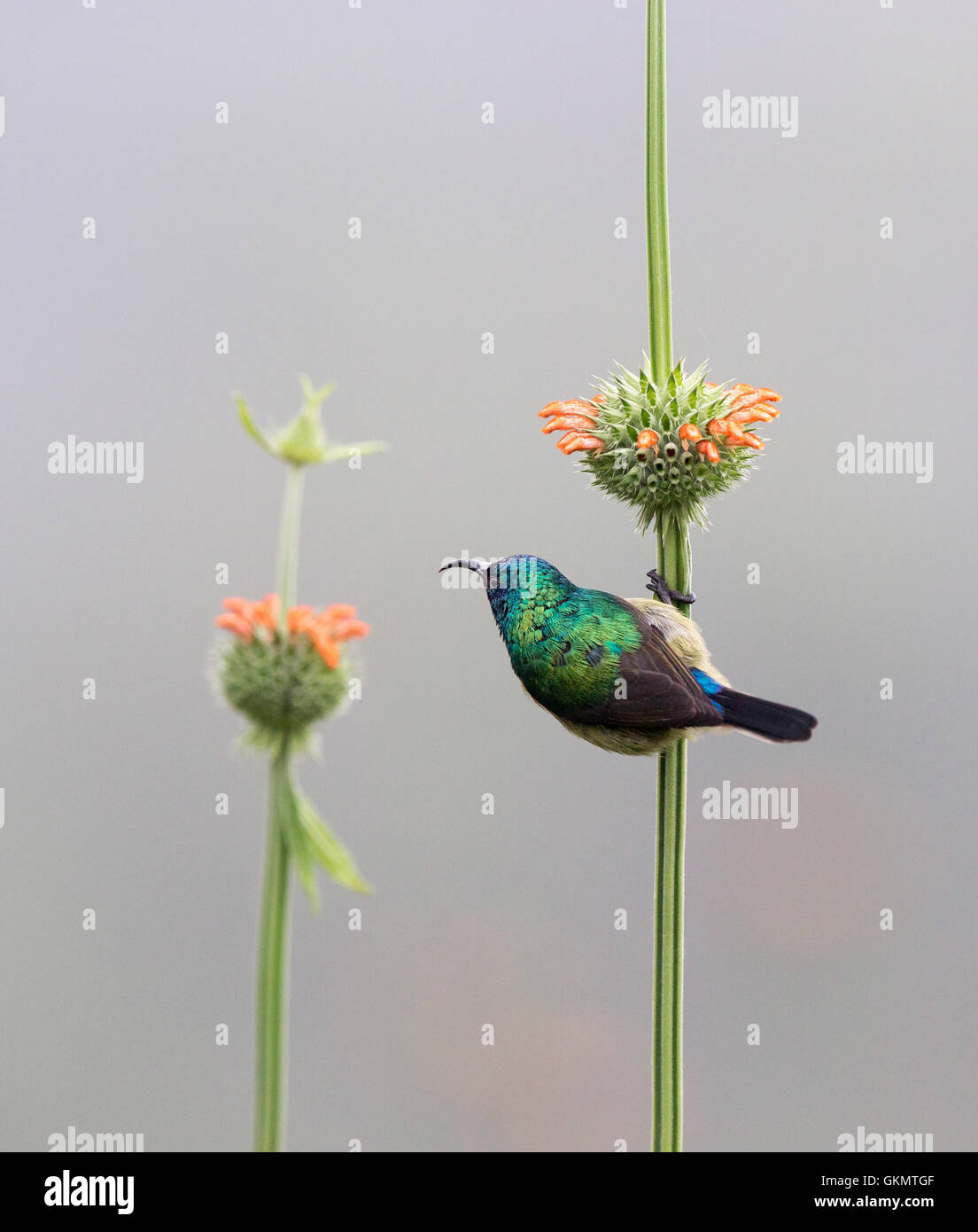 Eastern Double-collared Sunbird Stock Photo - Alamy