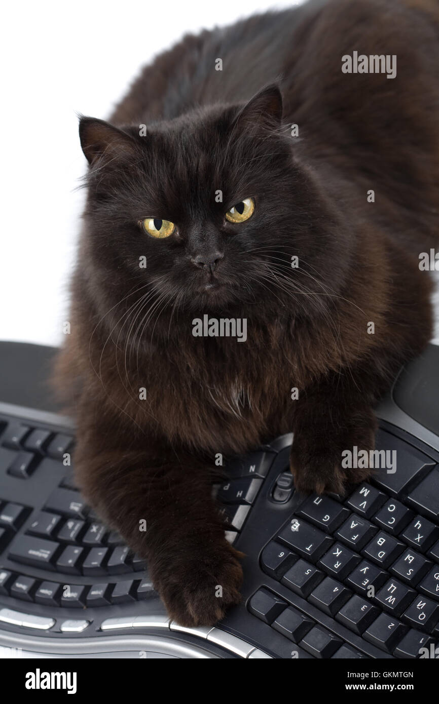 intelligent black cat and computer isolated Stock Photo - Alamy