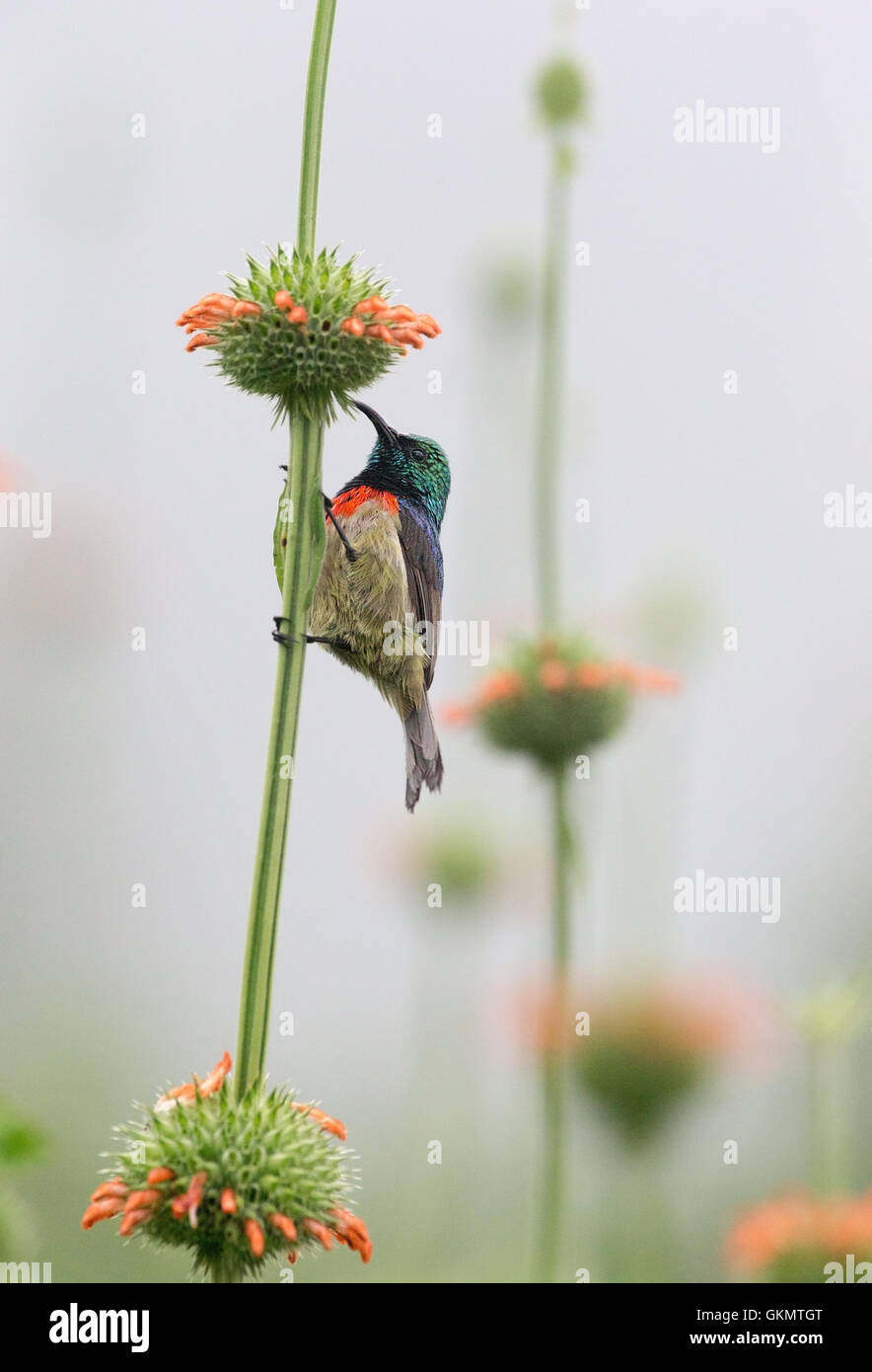 Eastern Double-collared Sunbird Stock Photo - Alamy