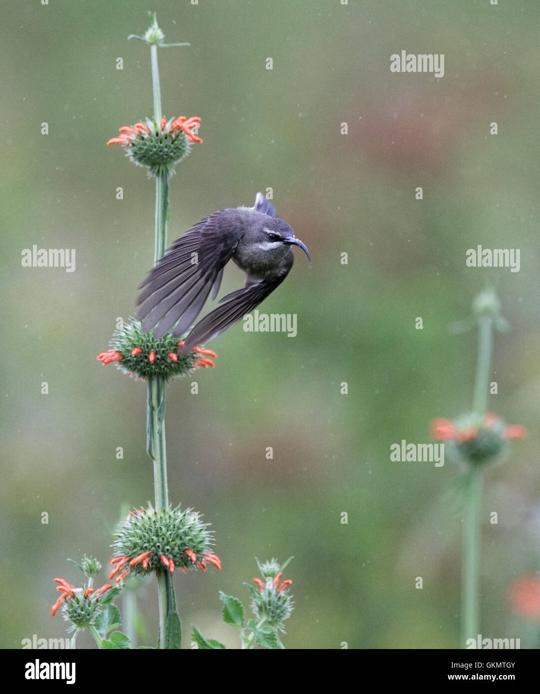 Sunbird flight hi-res stock photography and images - Alamy
