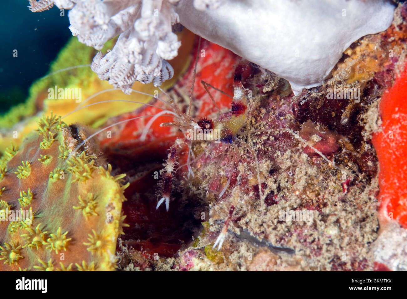 Boxer shrimp (stenopus hispidus) in the Red Sea Stock Photo - Alamy