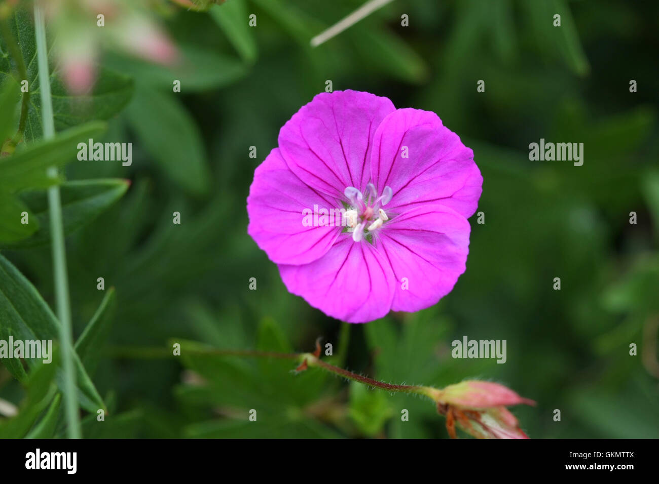 White small geranium hi-res stock photography and images - Alamy