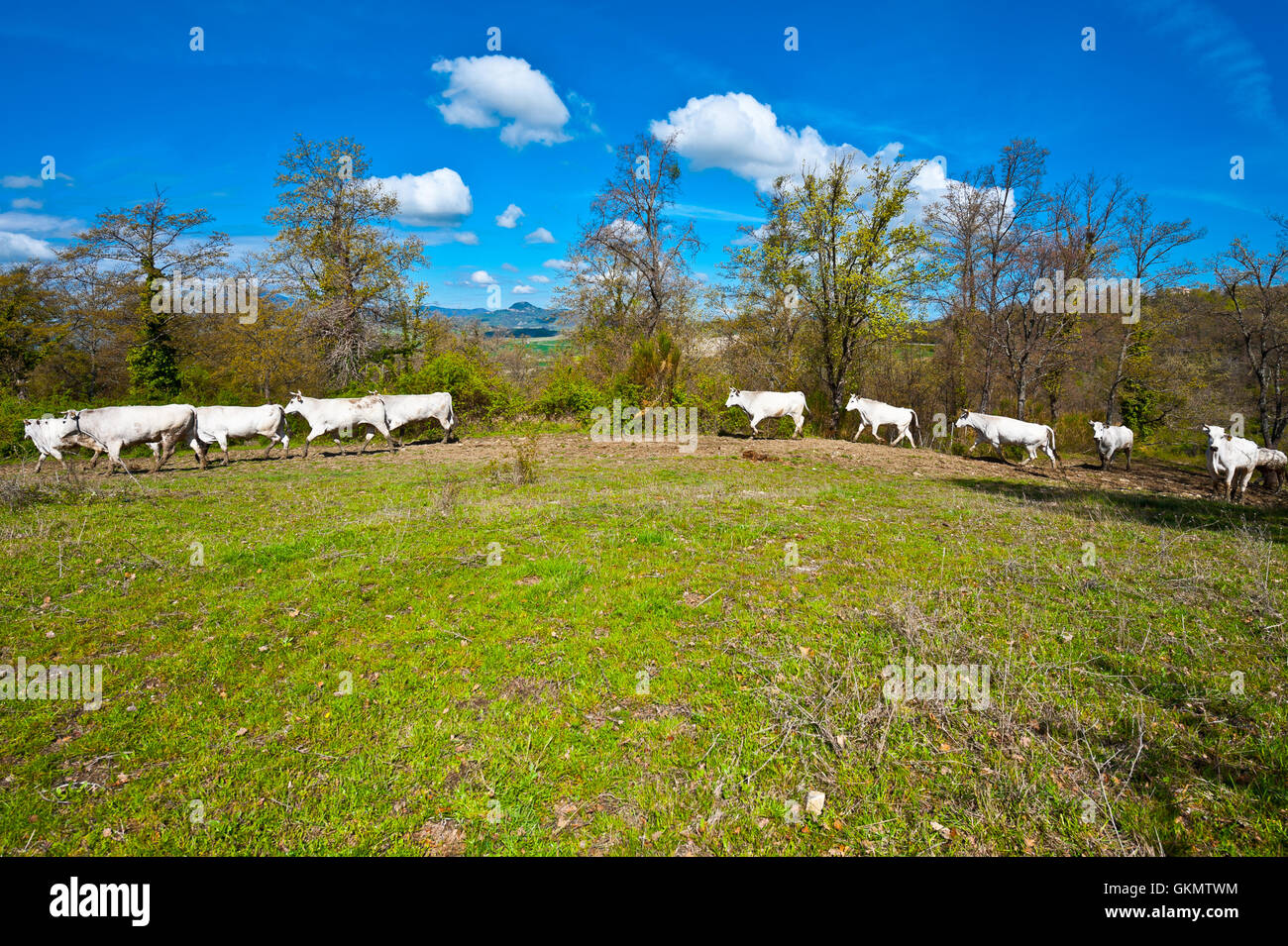 Running cow hi-res stock photography and images - Alamy