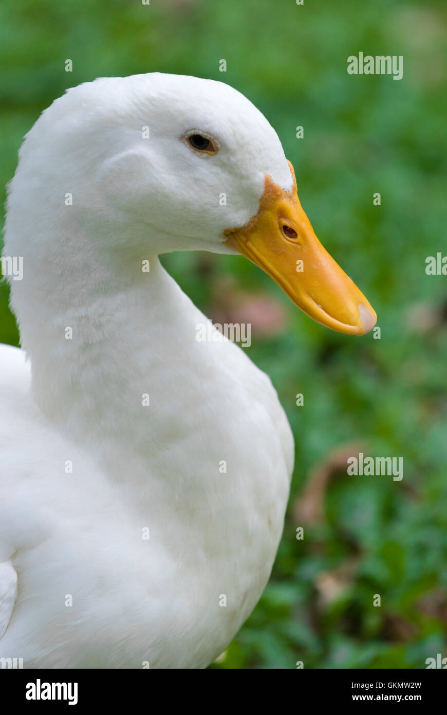 Barnyard duck hi-res stock photography and images - Alamy