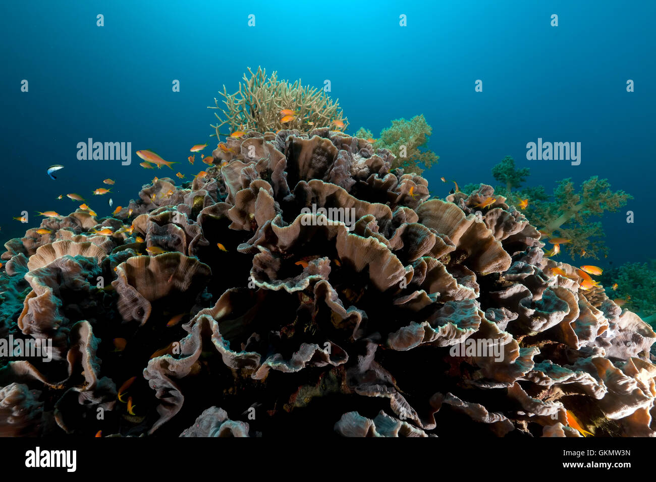 Elephant ear coral (mycedium elephantotus) in the Red Sea Stock Photo ...