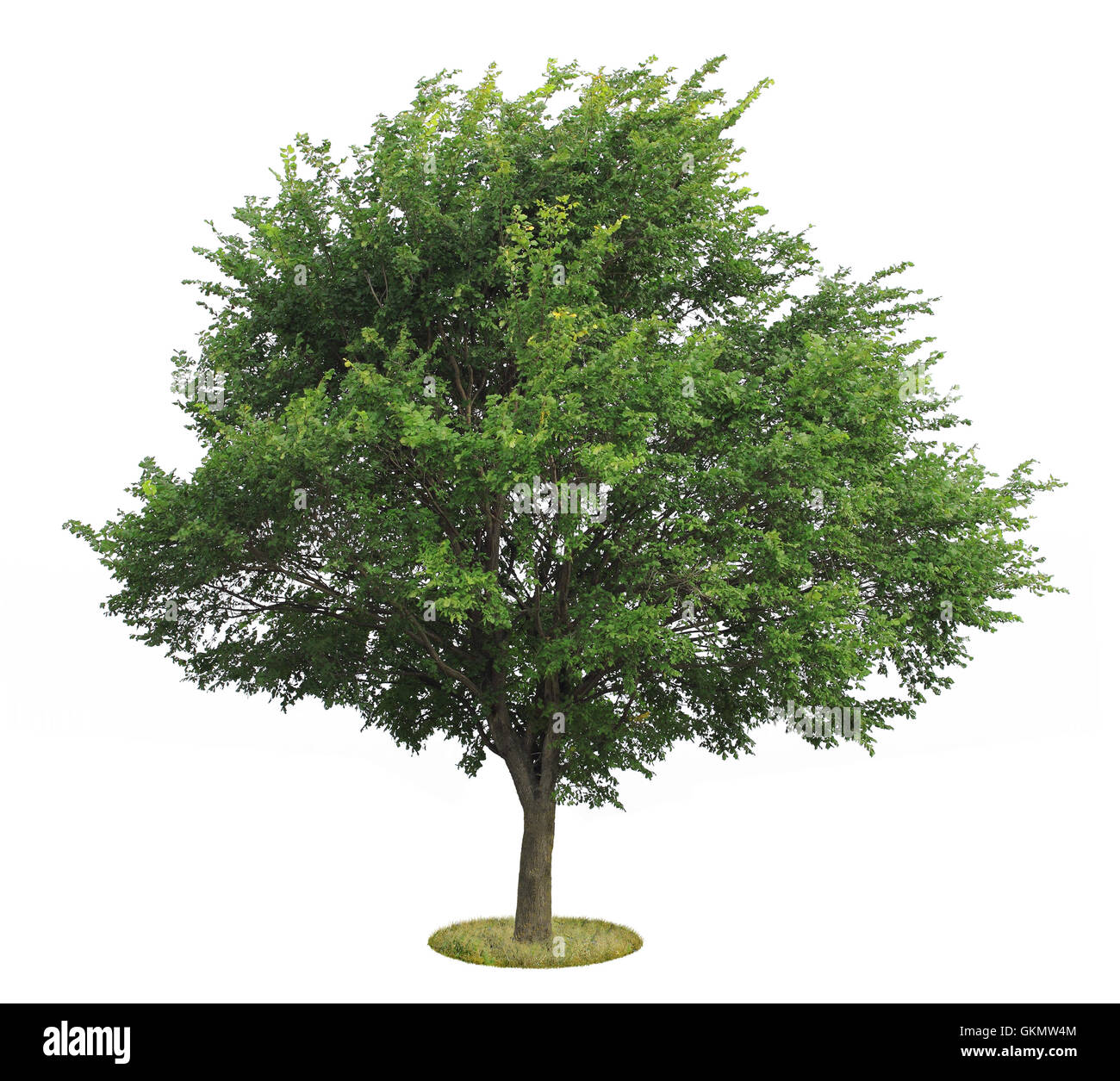 The trunk of an elm tree Cut Out Stock Images & Pictures - Alamy