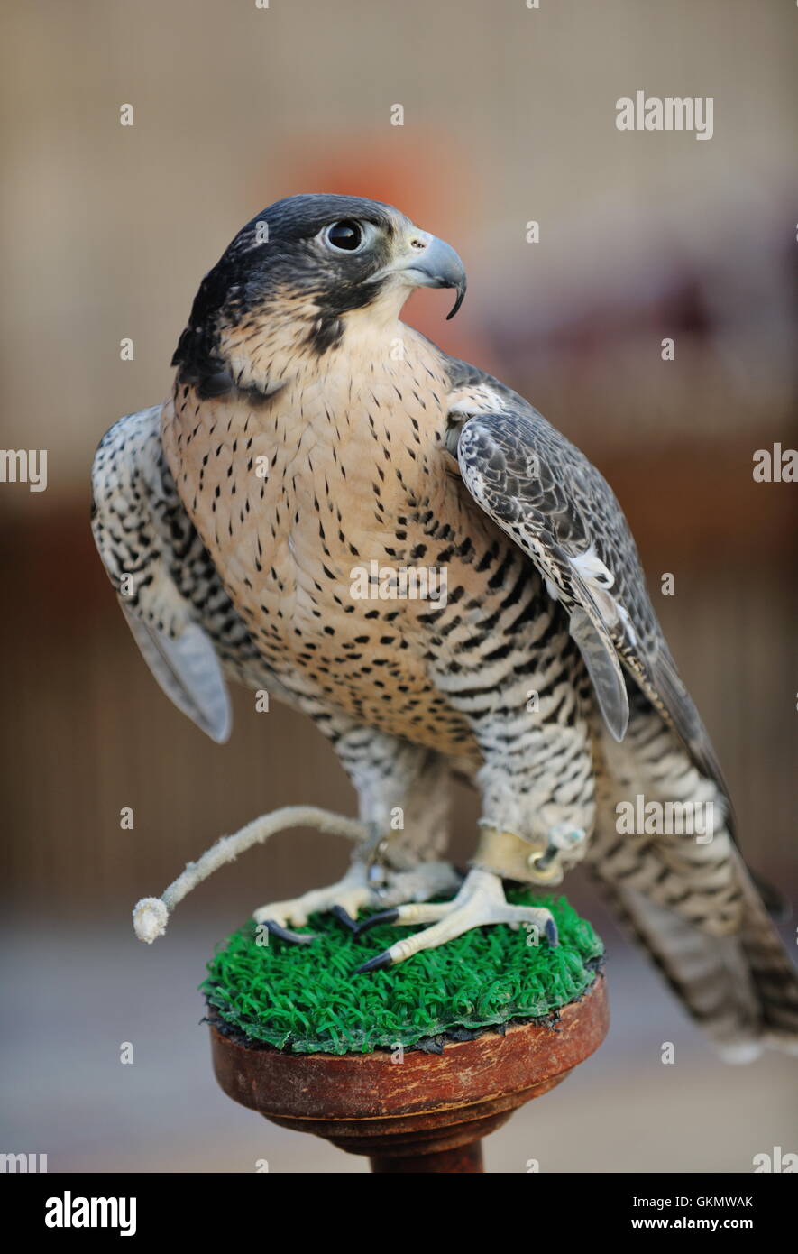 Falcon feather dubai hi-res stock photography and images - Alamy
