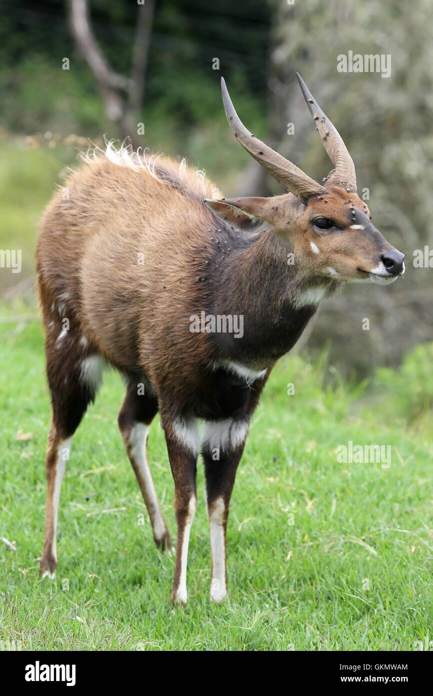 Elegant antelope hi-res stock photography and images - Alamy