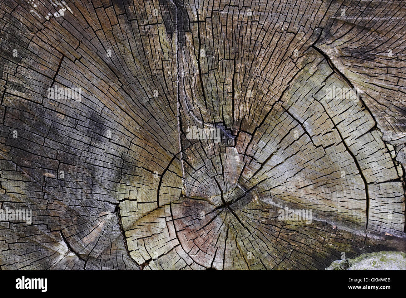 Tree trunk cut Stock Photo - Alamy