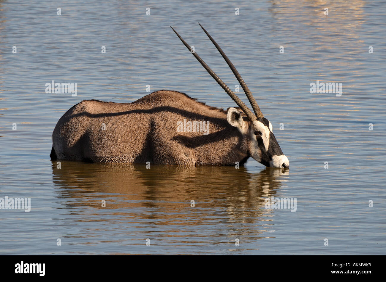 Orix (Gemsbok) drinking water Stock Photo - Alamy