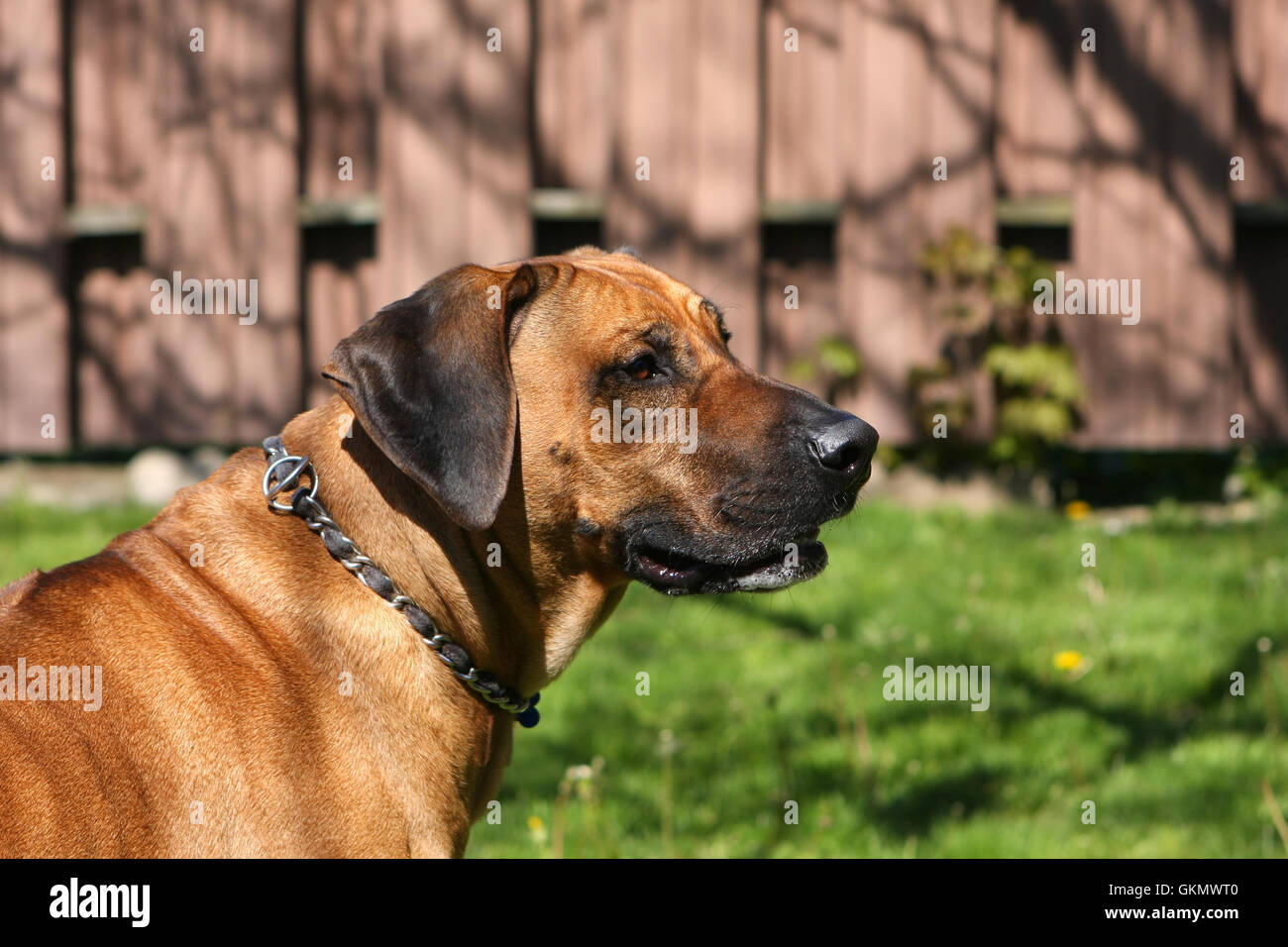 Pedigree rhodesian ridgeback hi-res stock photography and images - Alamy