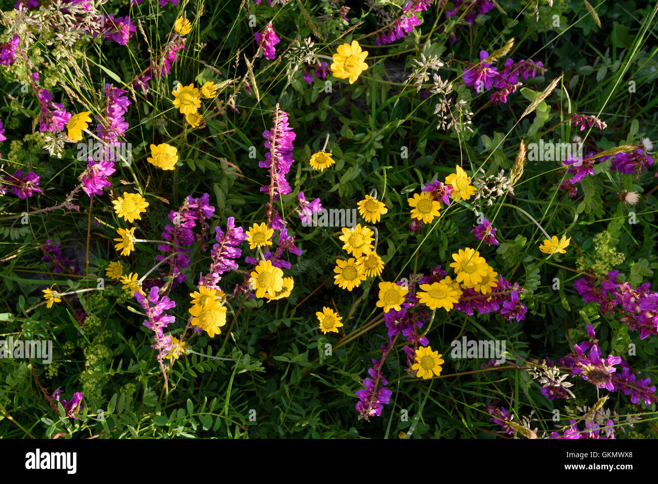 Field full small yellow flowers hi-res stock photography and images - Alamy
