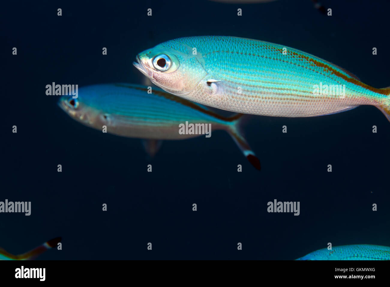 Beautiful Fusilier High Resolution Stock Photography and Images - Alamy