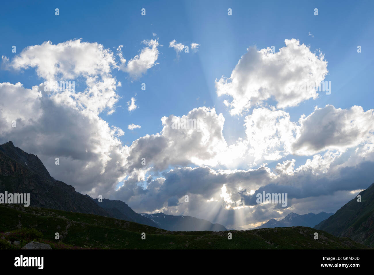 the blossoming field in sun beams at sunrise Stock Photo - Alamy
