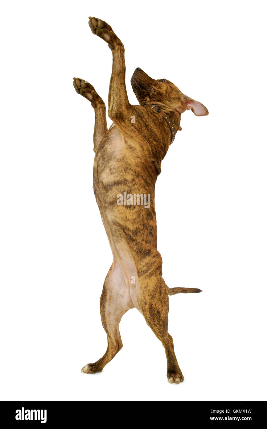 Staffordshire bull terrier standing hi-res stock photography and images ...