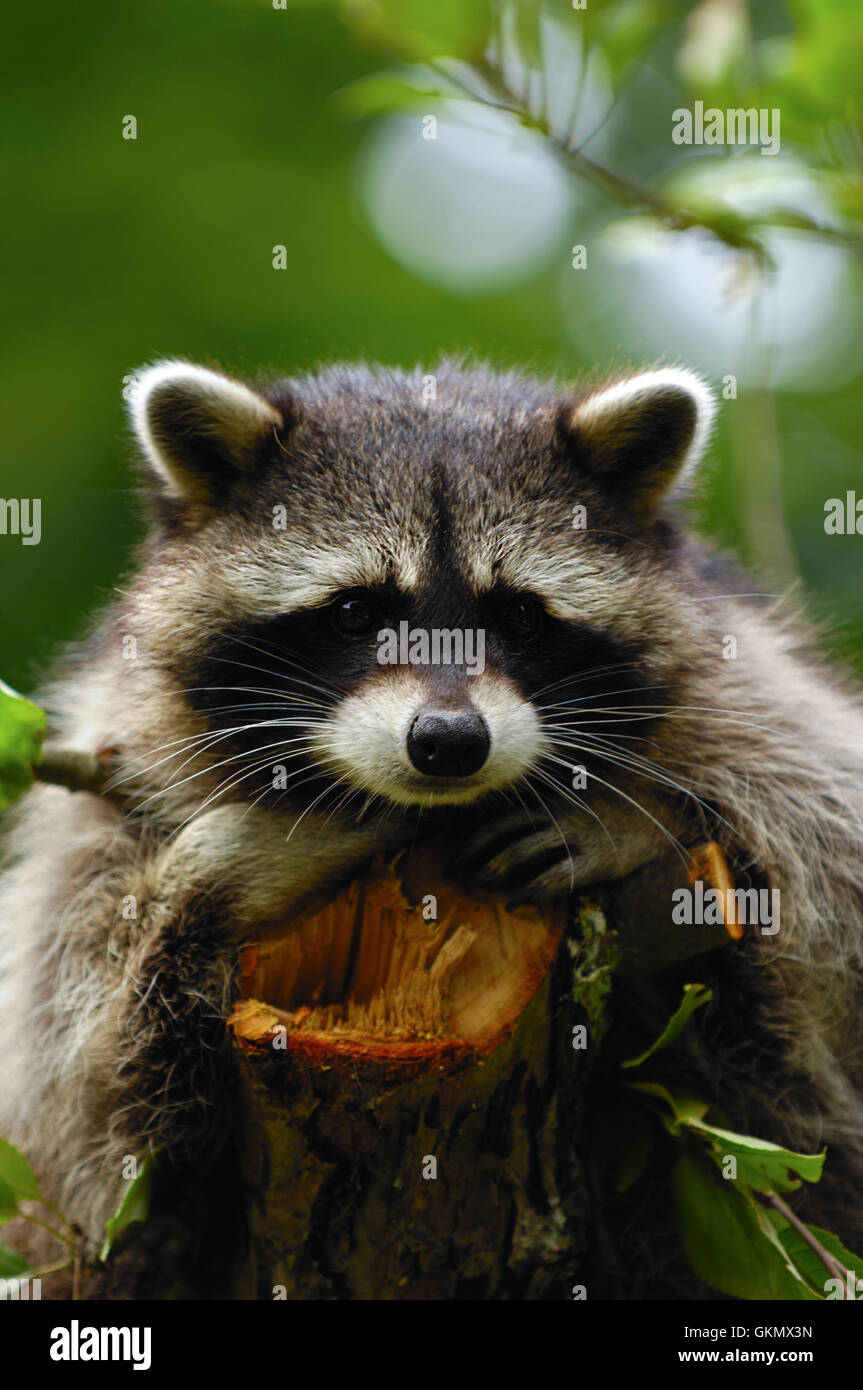 Sweet raccoon hi-res stock photography and images - Alamy