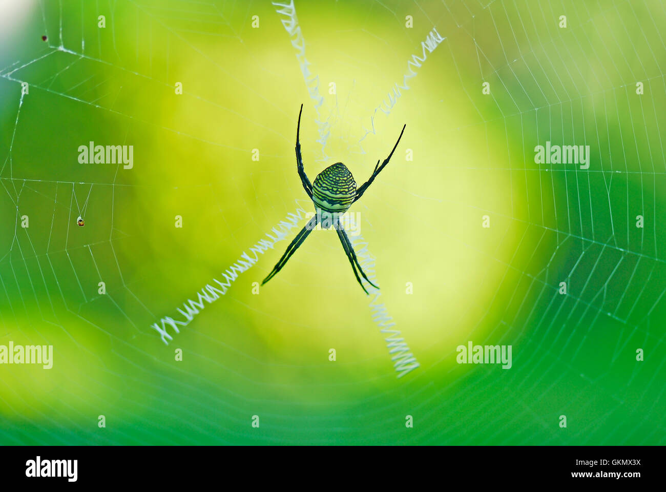 Spider insects hi-res stock photography and images - Alamy