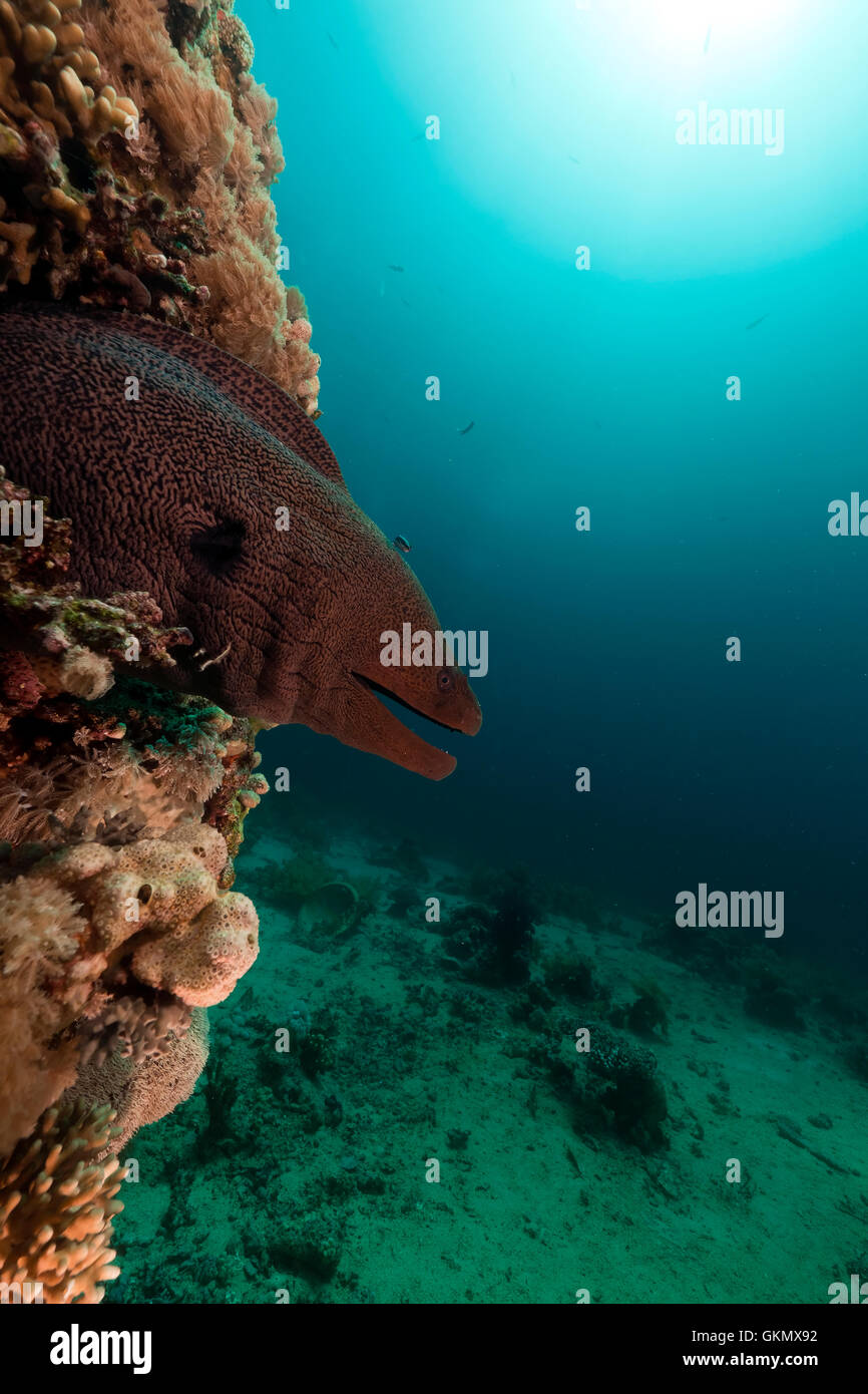 Giant moray in the Red Sea Stock Photo - Alamy