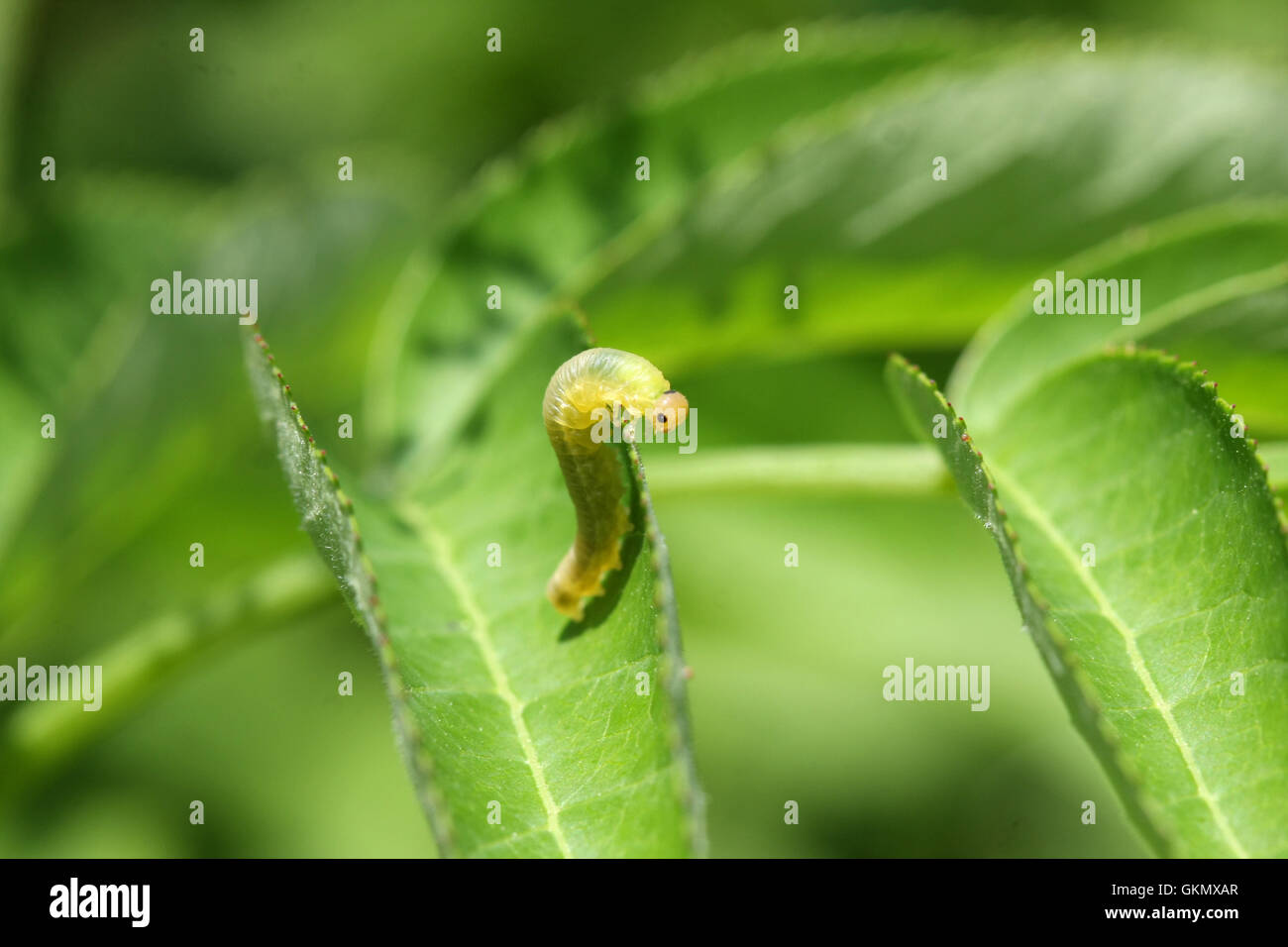 European Skipper butterfly caterpillar Stock Photo - Alamy