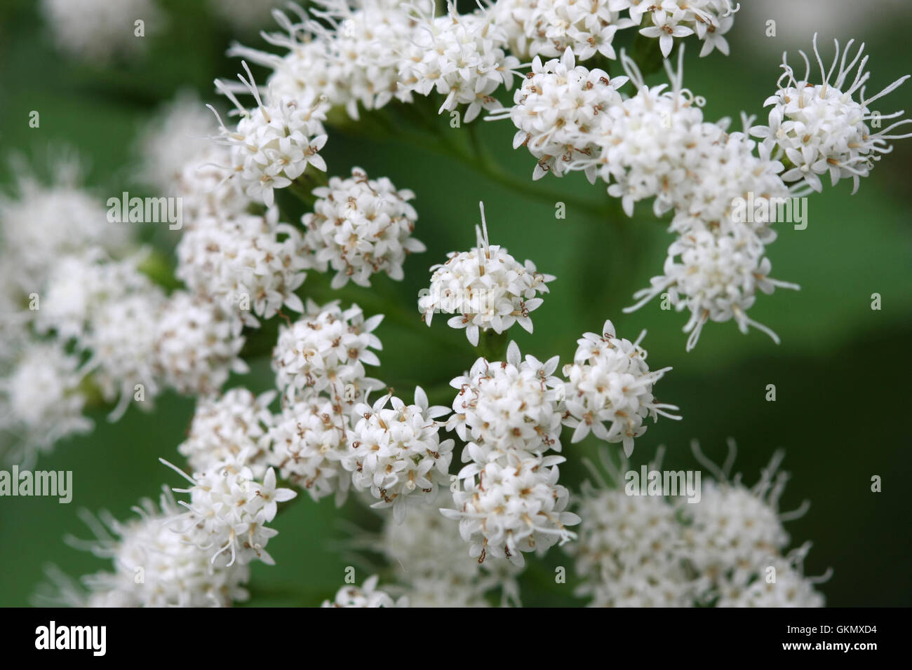 Snakeroot plant hi-res stock photography and images - Alamy