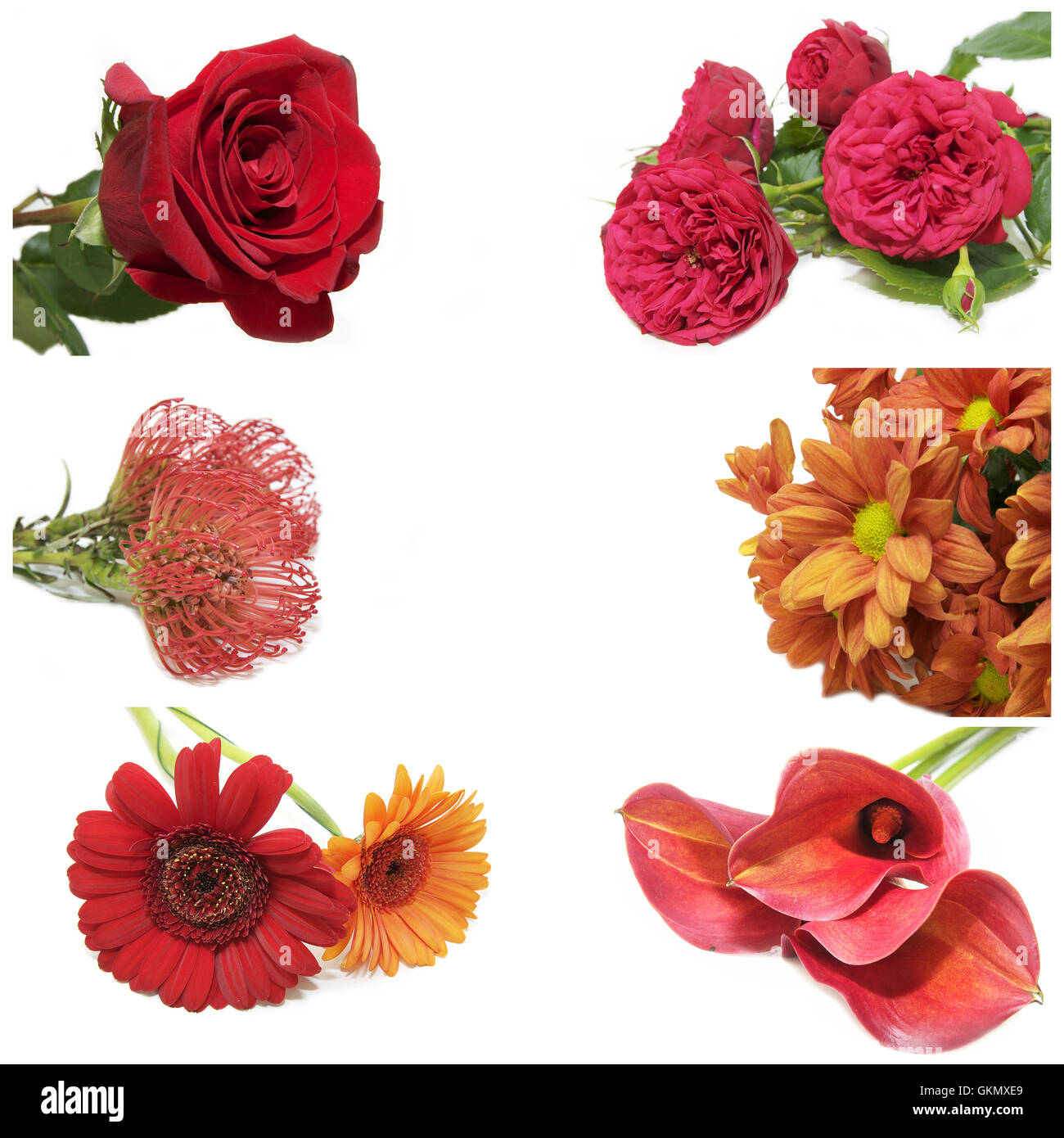 Set photos of flowers Stock Photo - Alamy