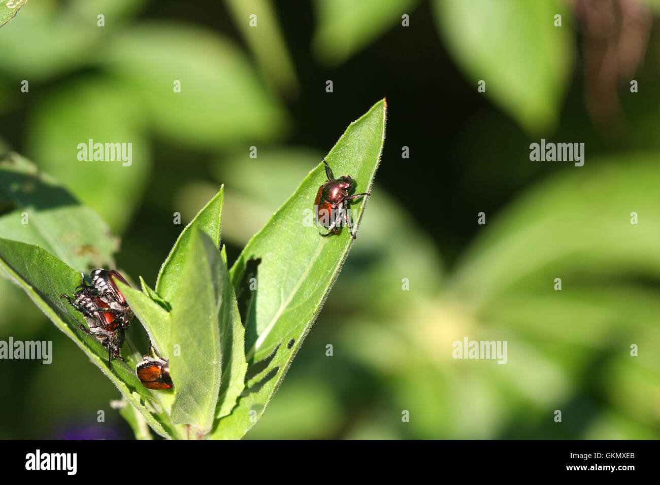 Japanese Beetle Damage High Resolution Stock Photography and Images - Alamy