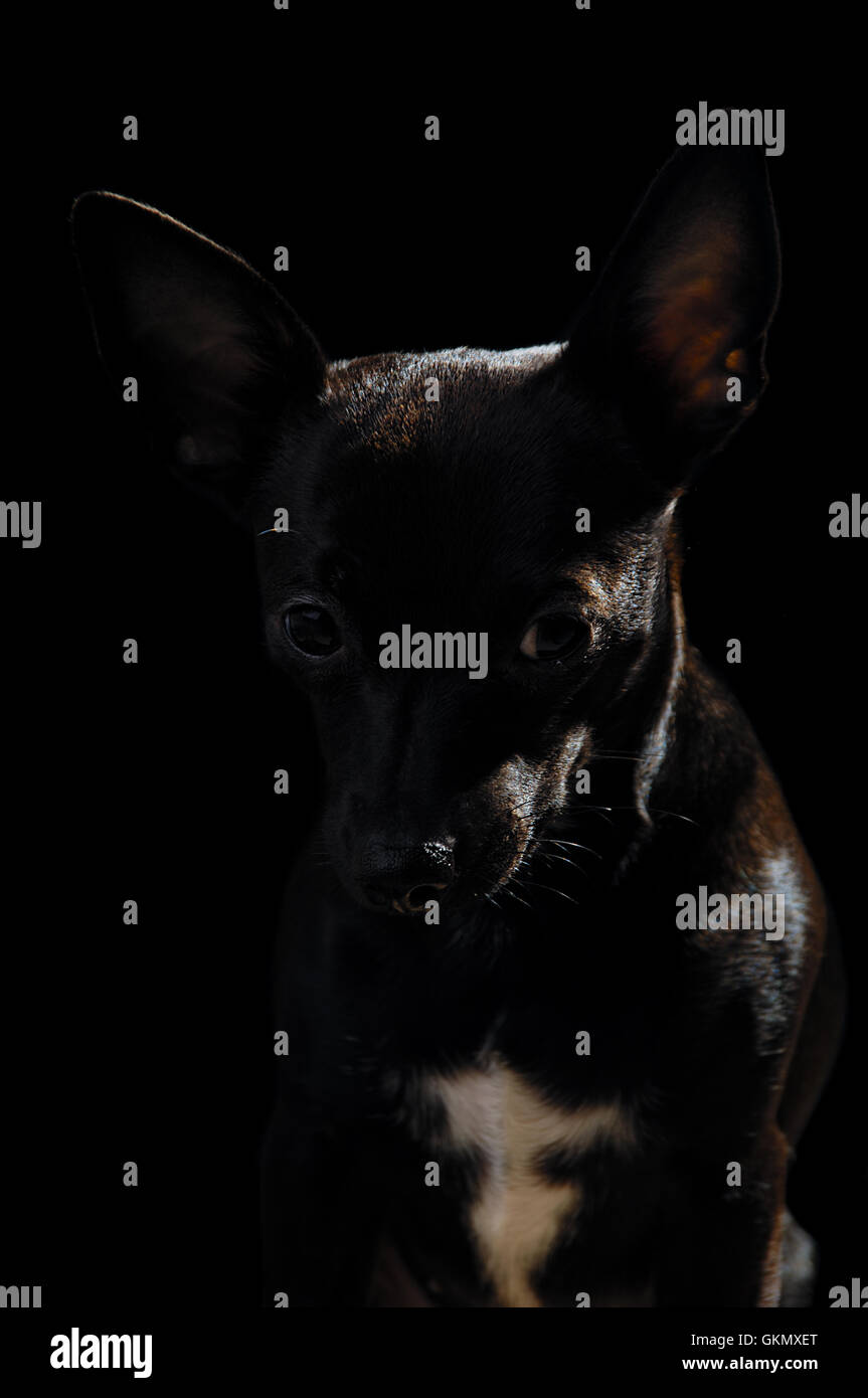 Shy puppy dog Stock Photo - Alamy