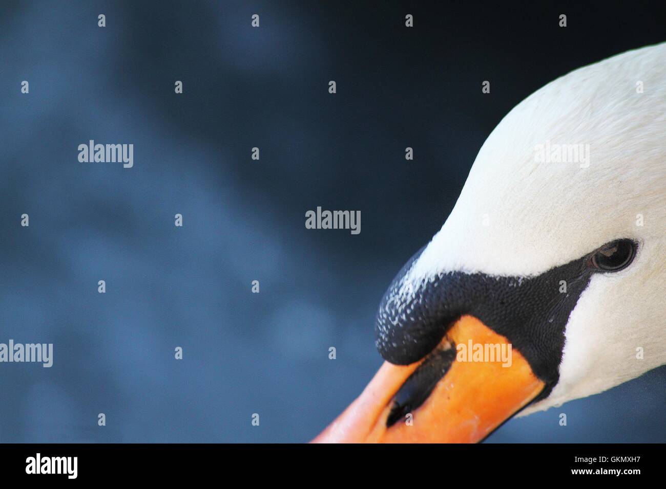 Bird portrait 2 Stock Photo - Alamy