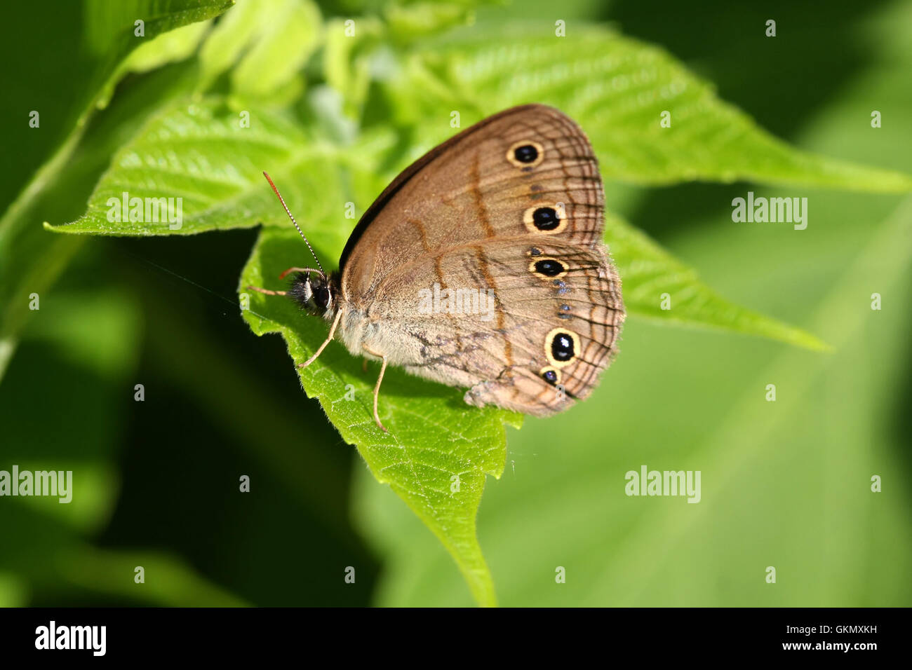 Little Wood Satyr Butterfly Stock Photo - Alamy