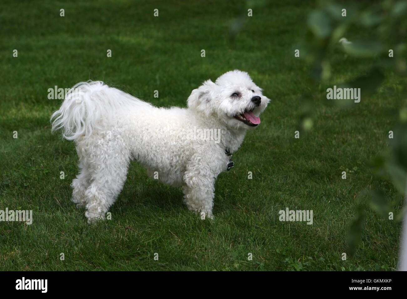 Bichon frise dog portrait tongue hi-res stock photography and images ...