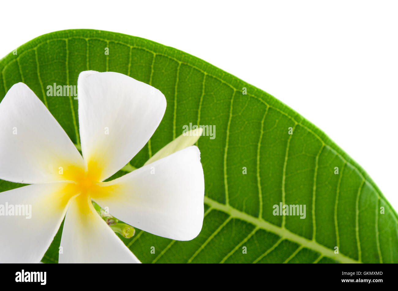 Fragipani hi-res stock photography and images - Alamy