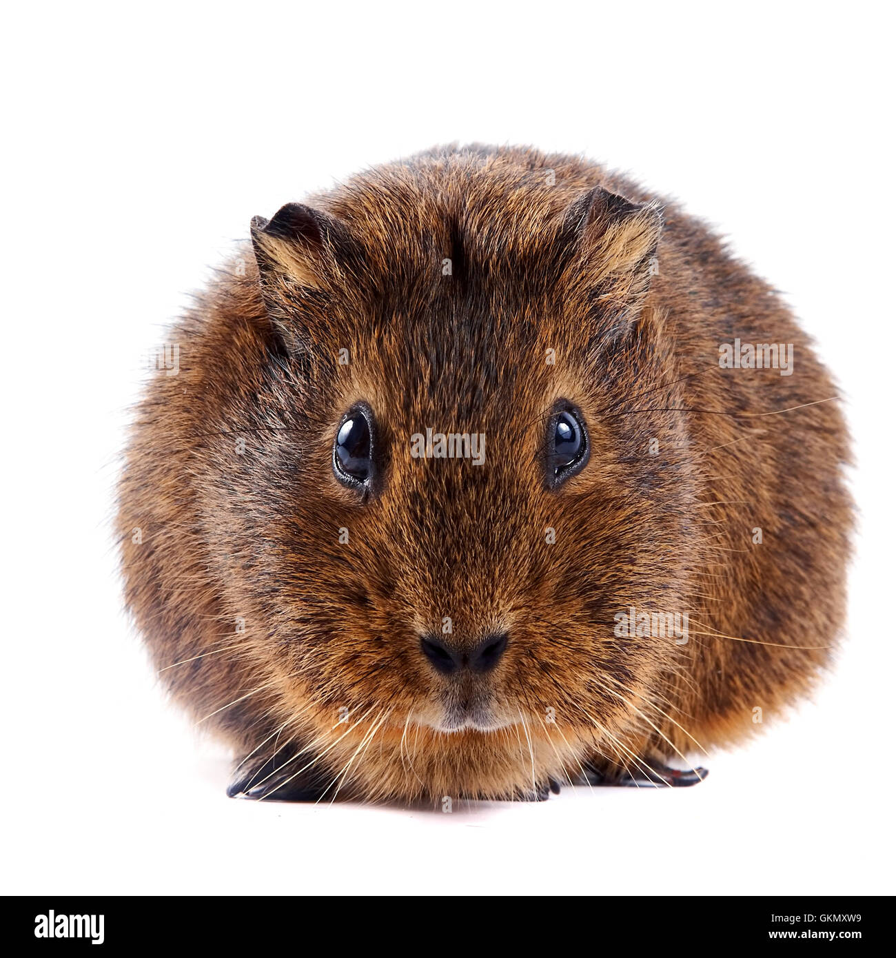 Brown guinea pig Stock Photo - Alamy